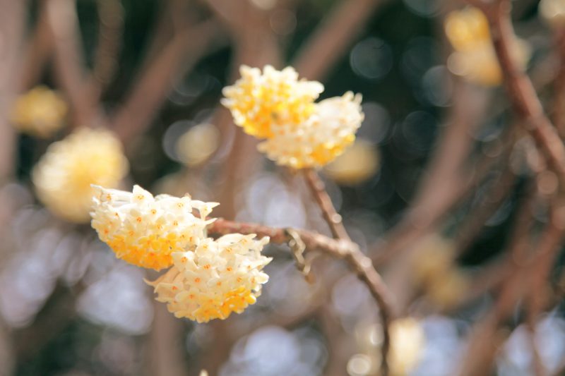 SARAH DERR – P H O T O G R A P H Y