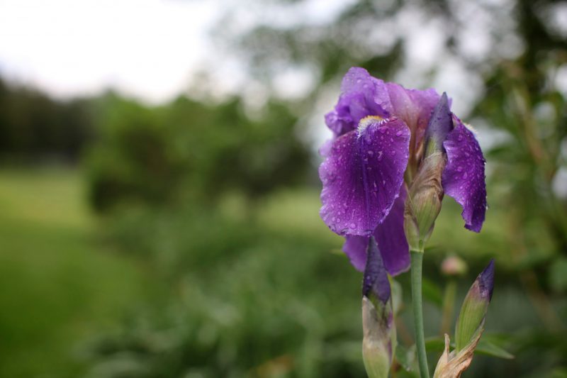 SARAH DERR – P H O T O G R A P H Y