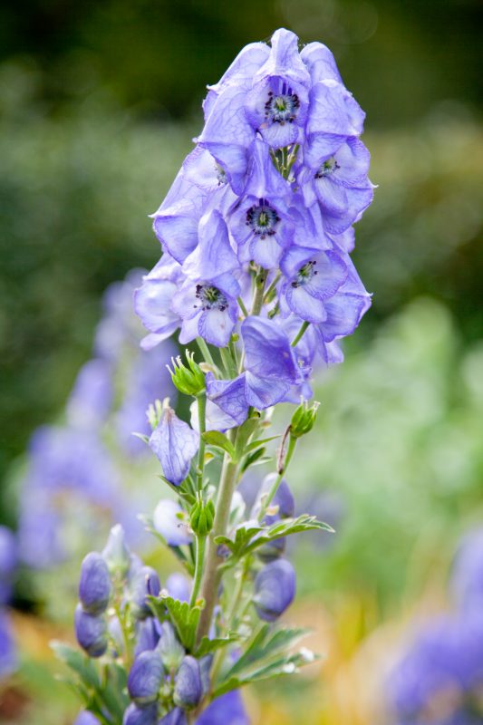 SARAH DERR – P H O T O G R A P H Y