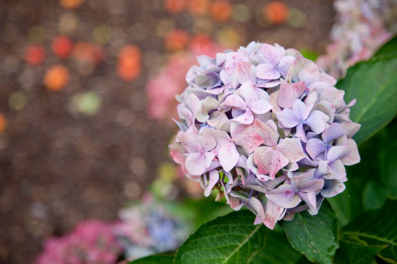 SARAH DERR – P H O T O G R A P H Y